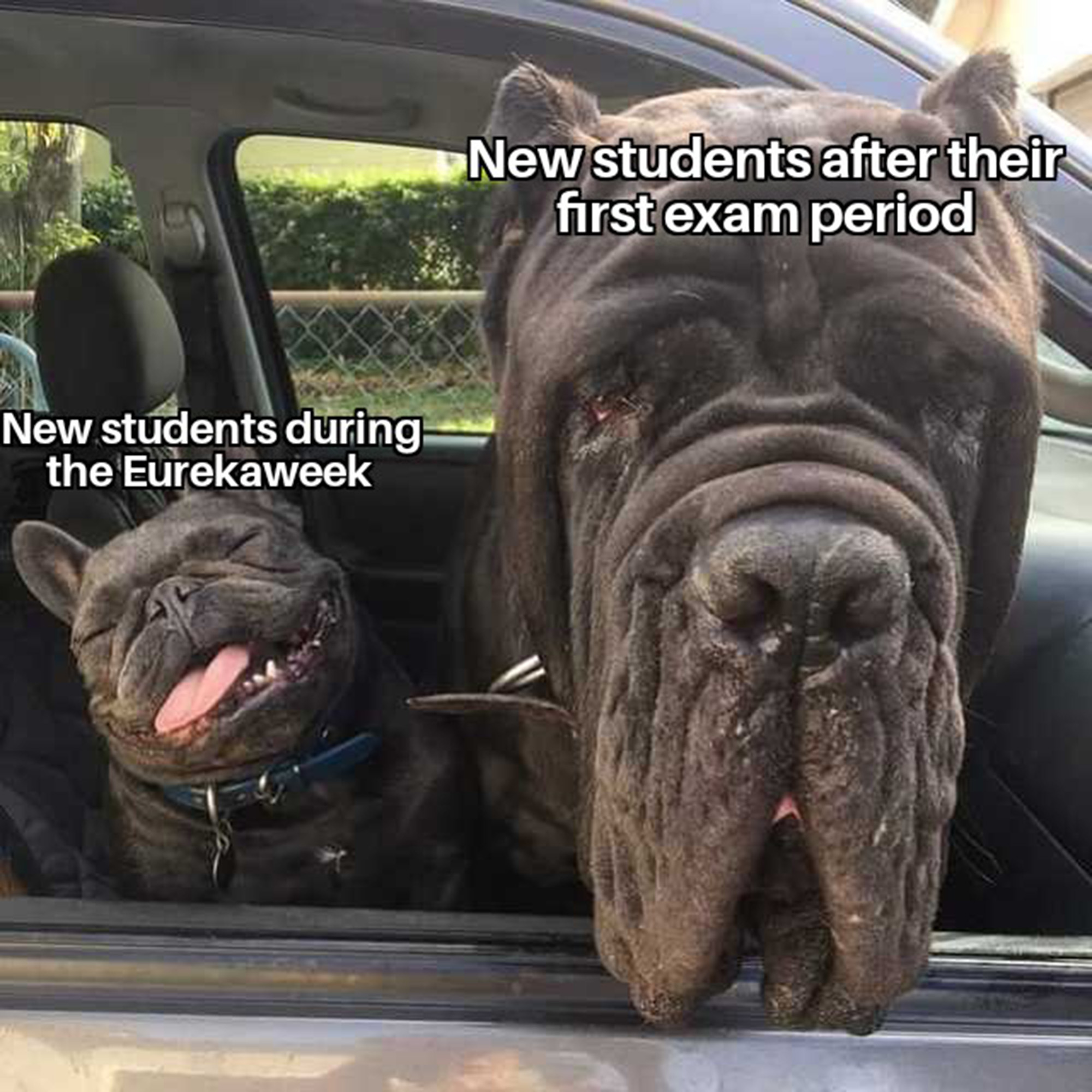 Hund Memes Hond Versus Kat; Wie Is De Grote Winnaar? Petbnb Blog